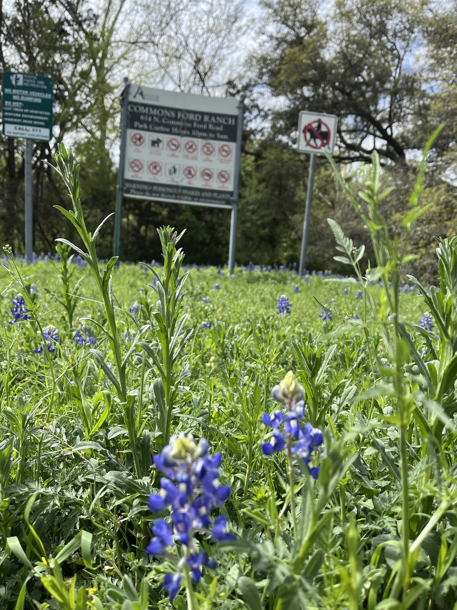 Commons Ford Ranch for a Hike and a Swim – Dripping with Kids